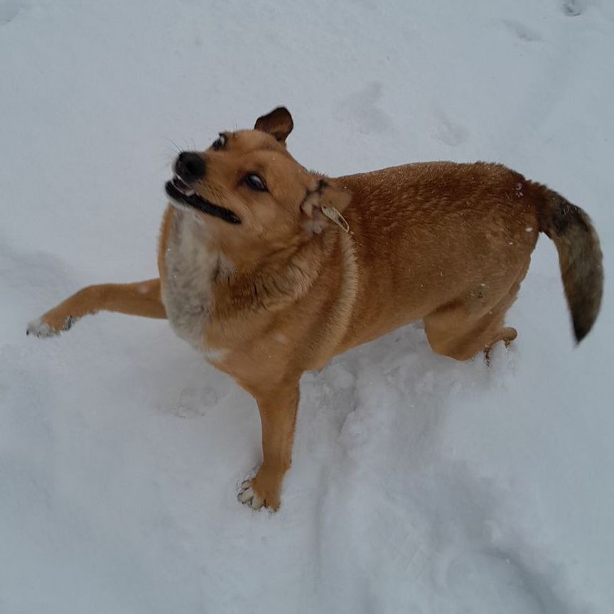 Взрослая собака в добрые руки