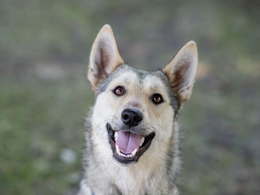 Замечательная собака в добрые руки