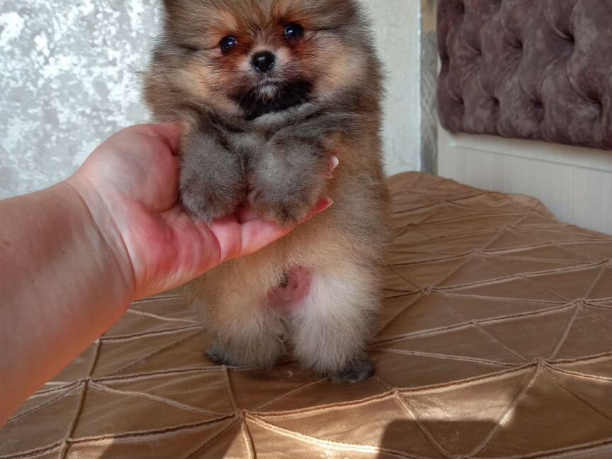 Мишутки померашки