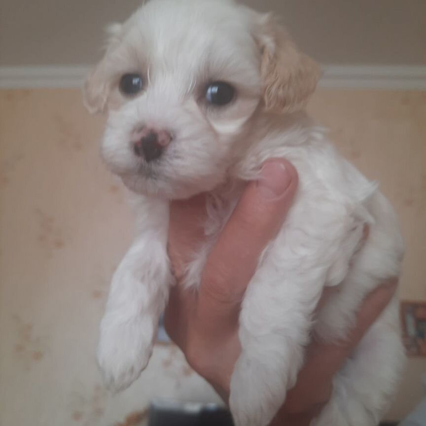 Продаю щенка мальтипу