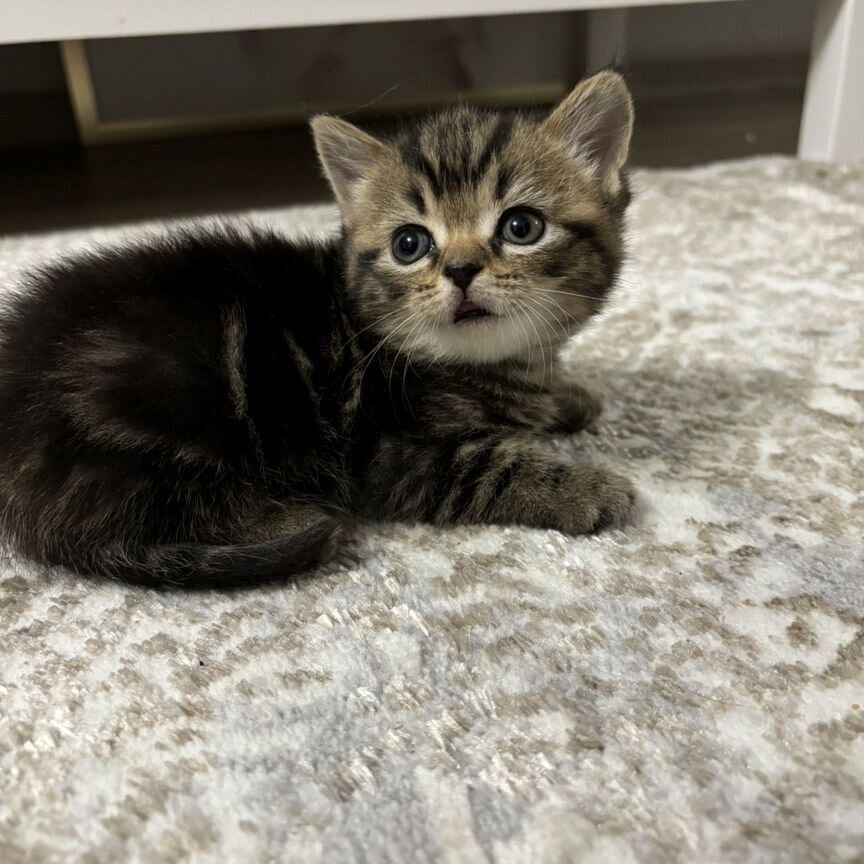 Британский котенок