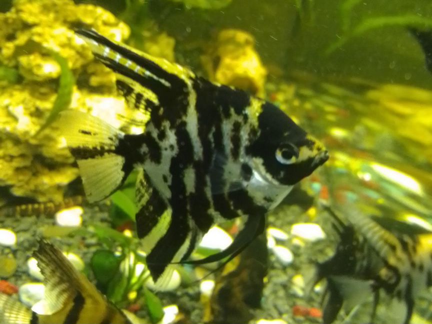 Скалярии обмен