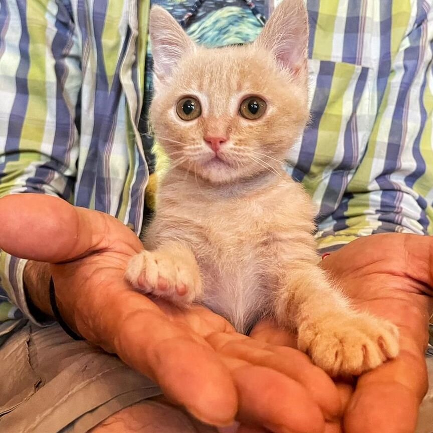 Персиковый котенок мальчик