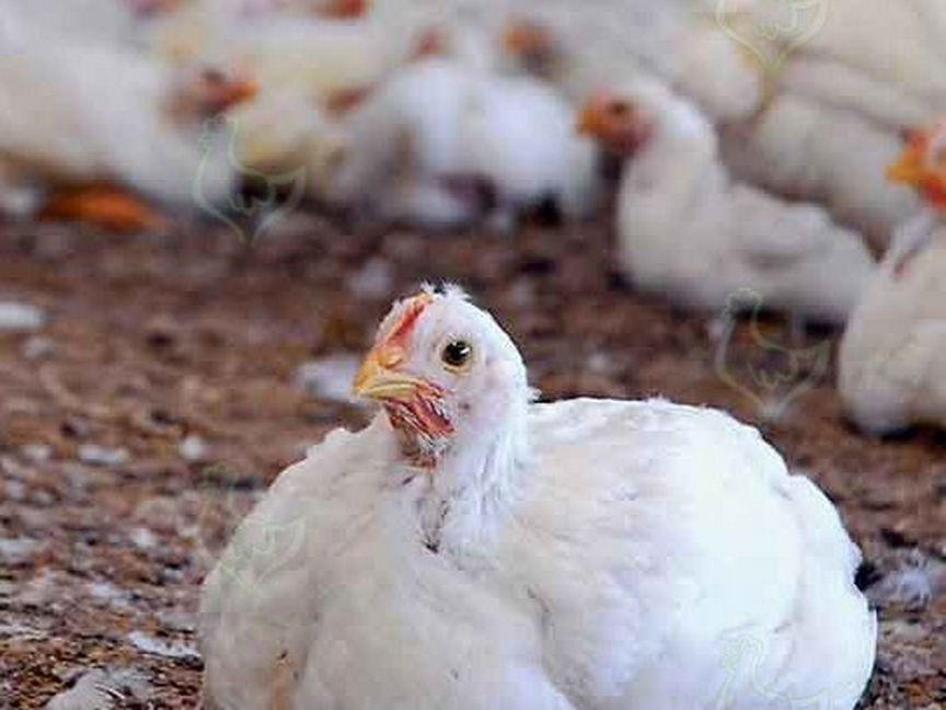 Бройлер от 30 до 45дней Кооб 500