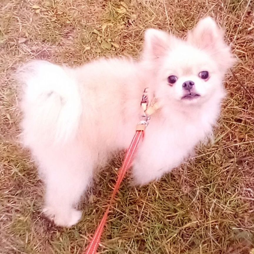 Померанский шпиц, взрослый пёс