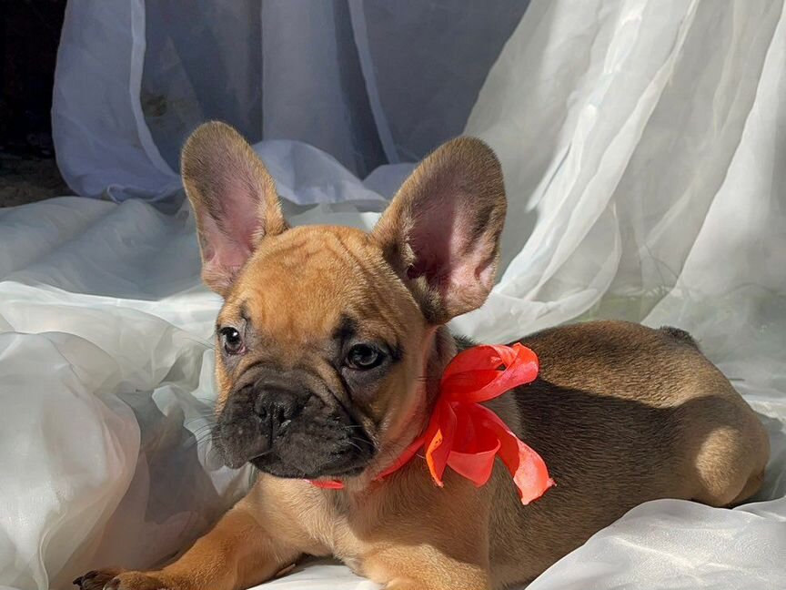 Щенки французского бульдога