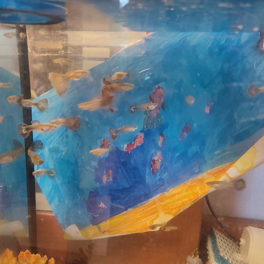 Аквариумные рыбки гуппи