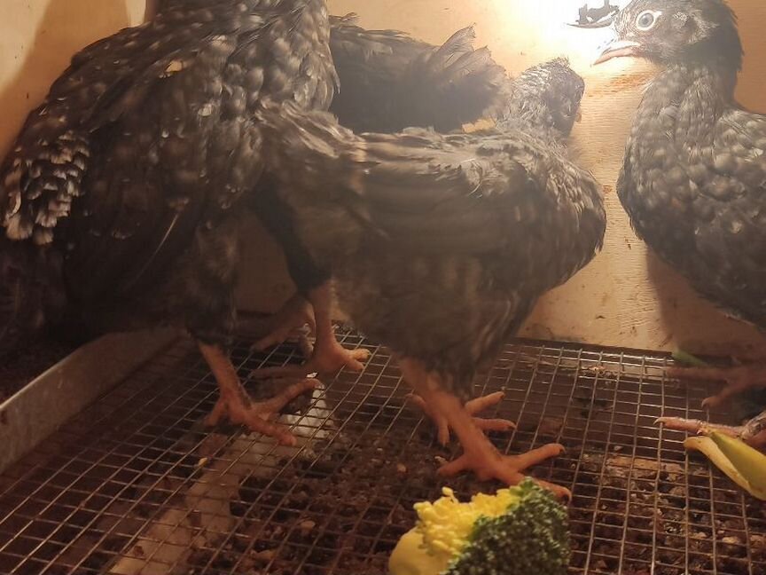 Петушки оливэггер, месяц