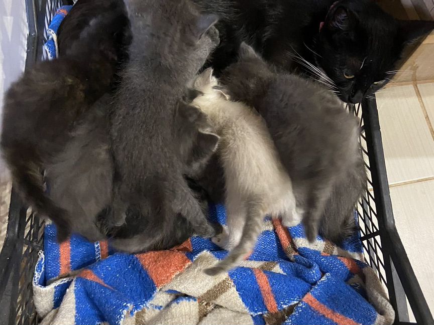 Котята в добрые руки бесплатно