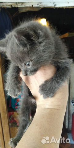 Котенок британский девочка