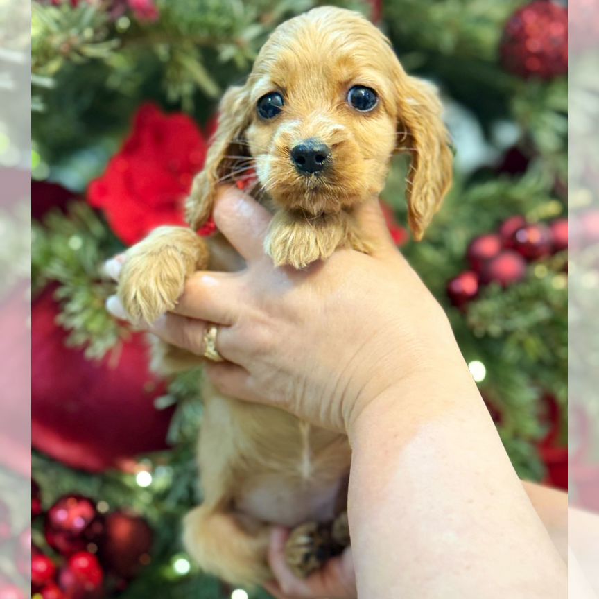 Английский кокер-спаниель, щенок