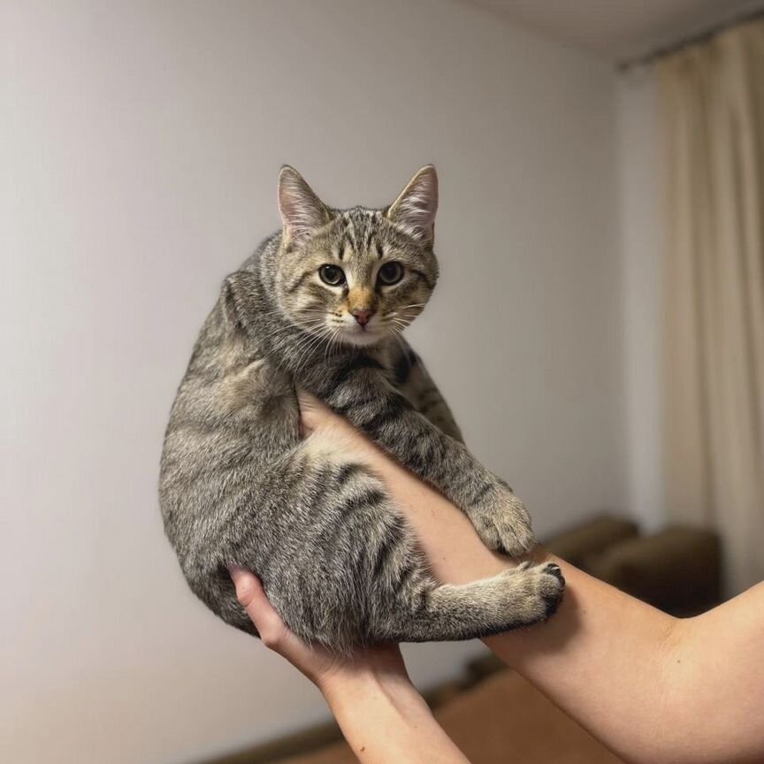 Котенку некуда идти