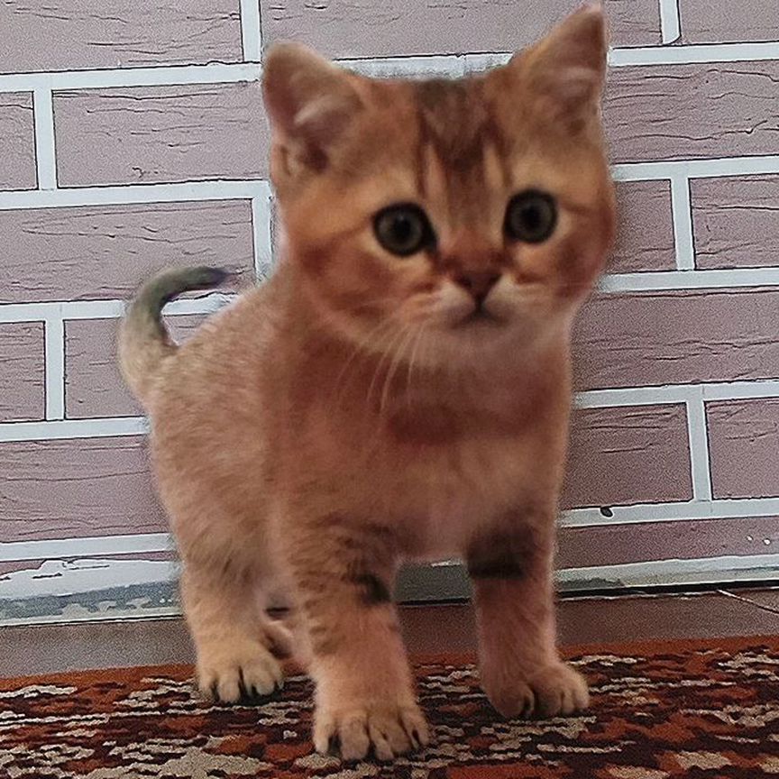 Шотландский прямоухий короткошёрстный котёнок