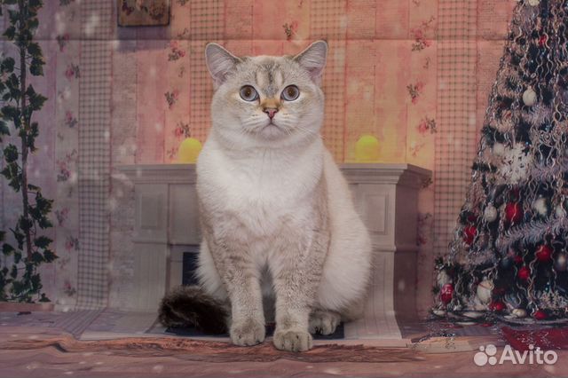 Британский кот на вязку