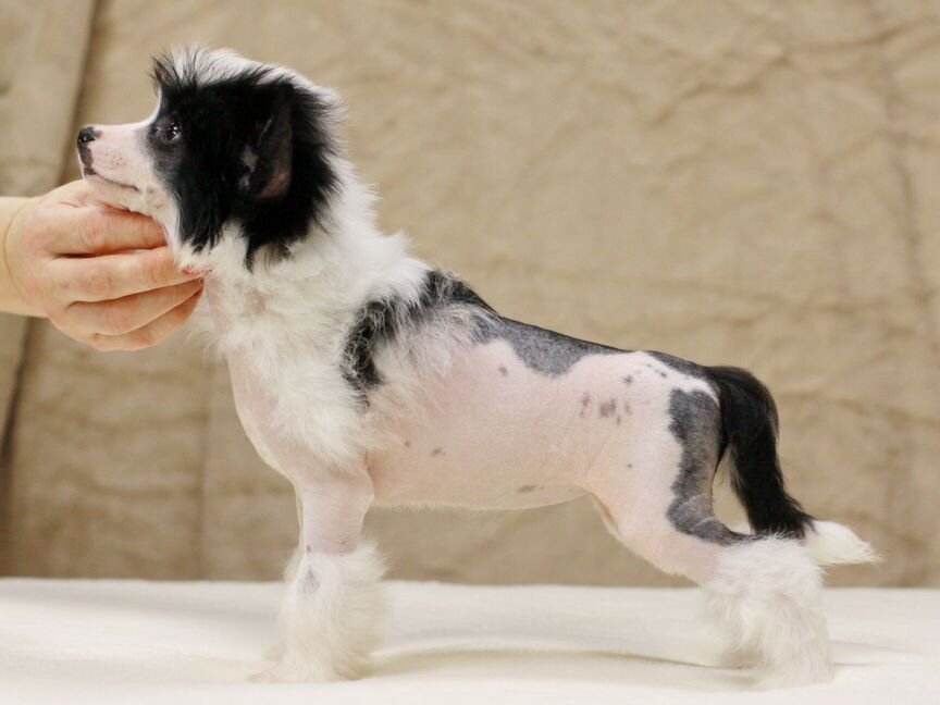 Китайская хохлатая девочка мини