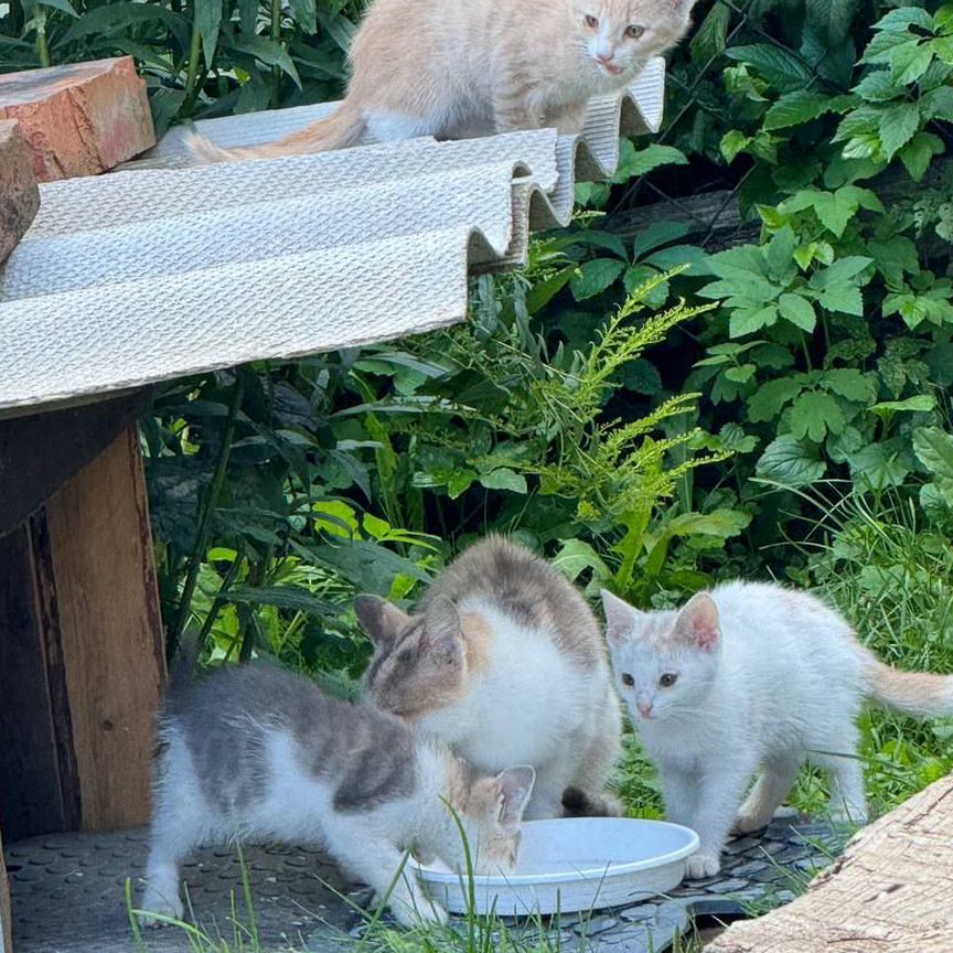 Рыжий котёнок в добрые руки