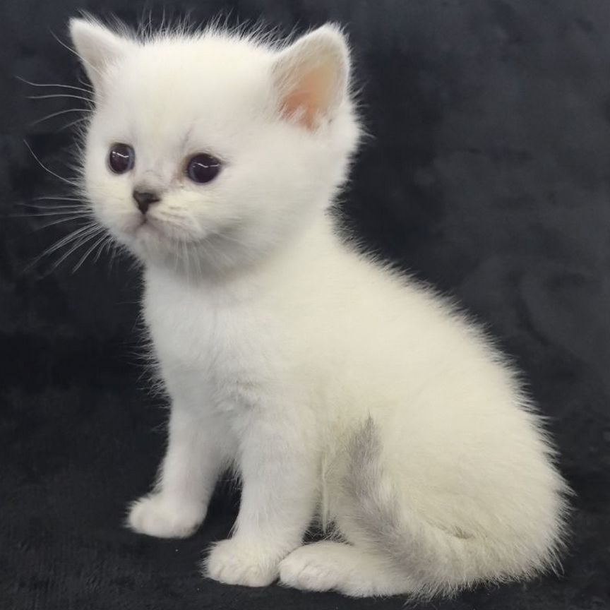 Котята Шотландские