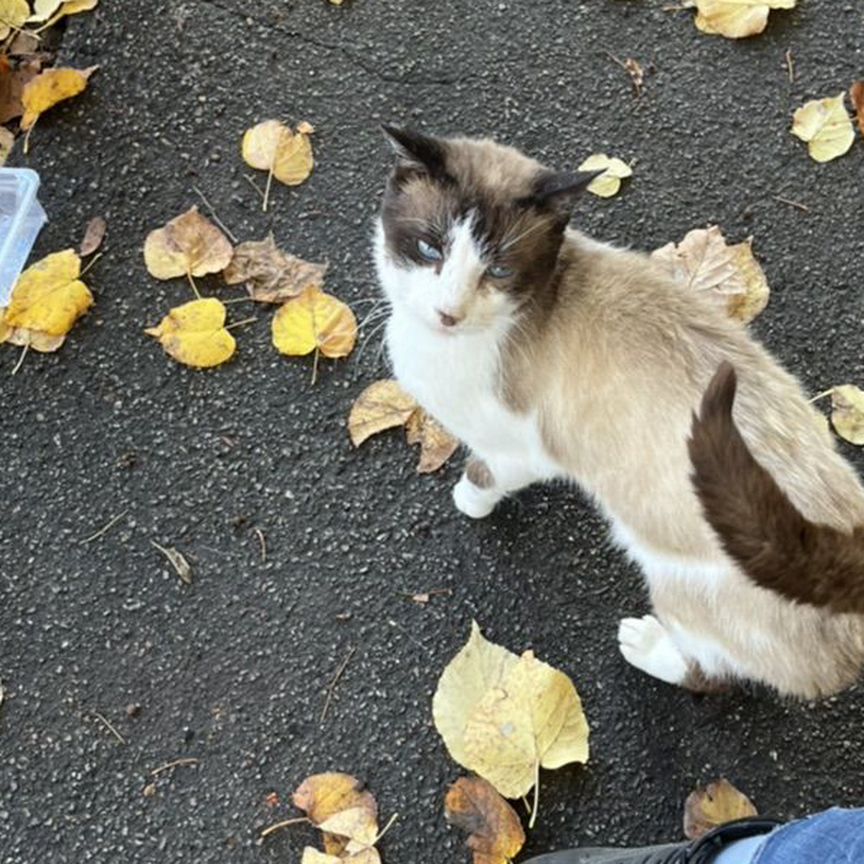 Котик Сноу-шу