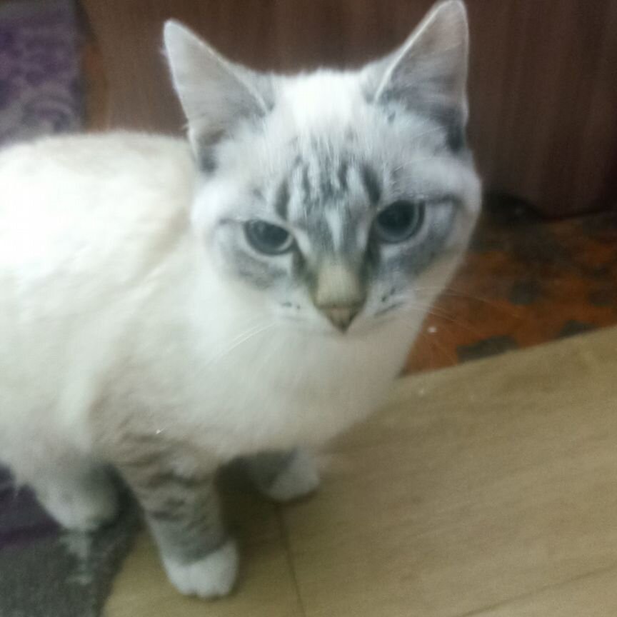 Невский маскарадный котёнок