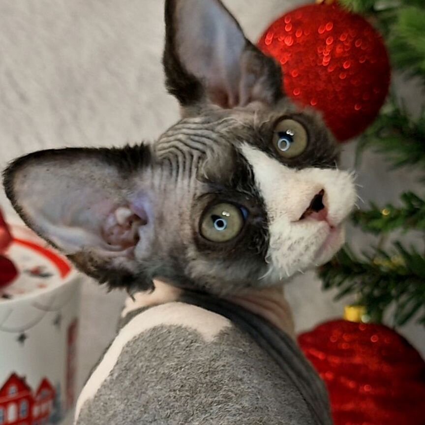 Канадский сфинкс котёнок