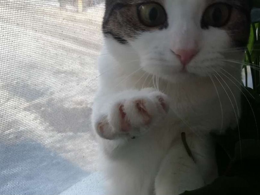 Кошка