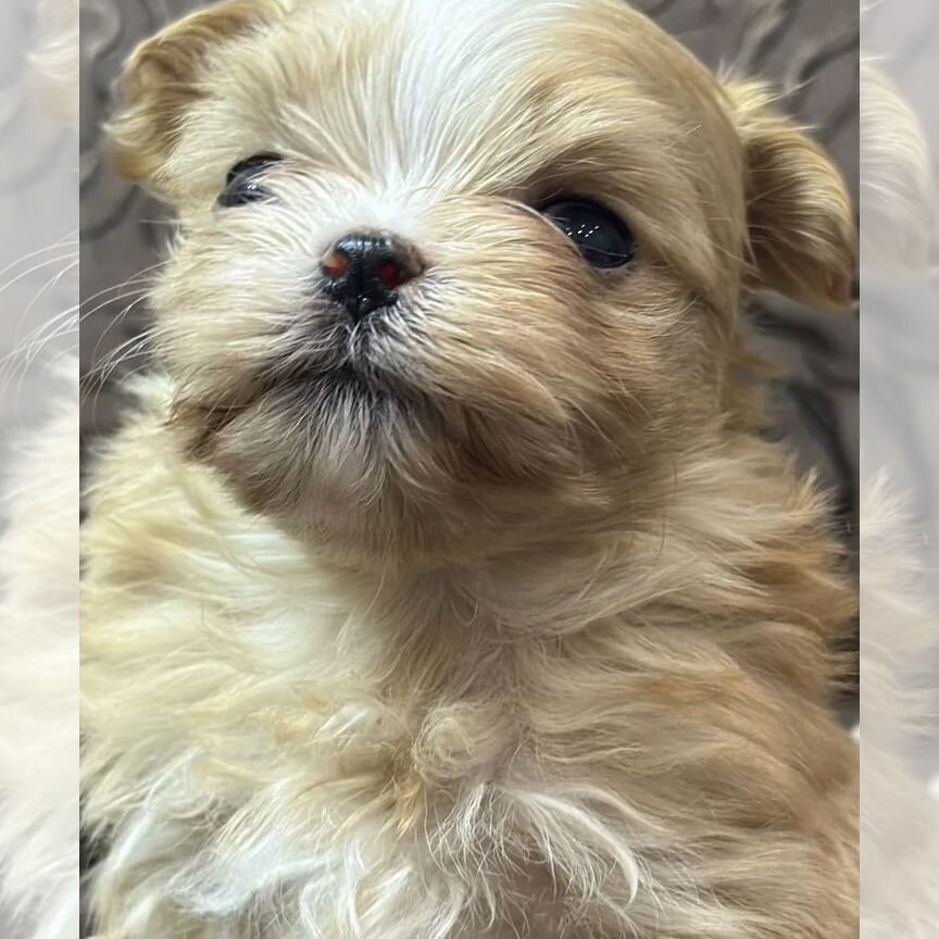 Мальтипу, щенок