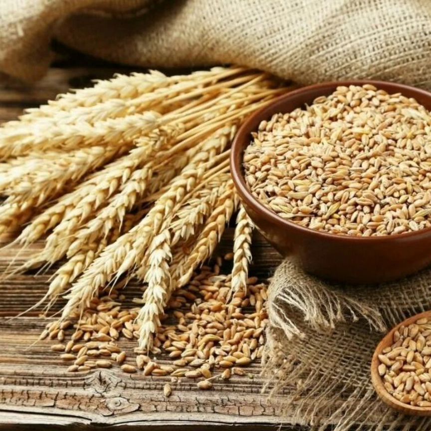 Пшеница продовольственная озимая урожай 2024г