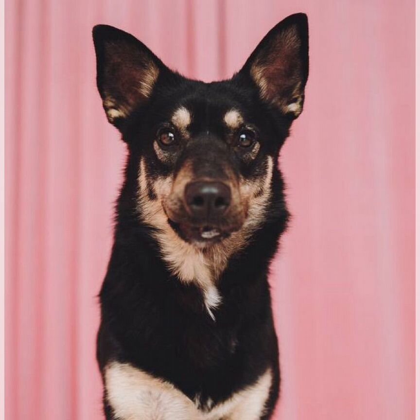 Взрослая собака в добрые руки