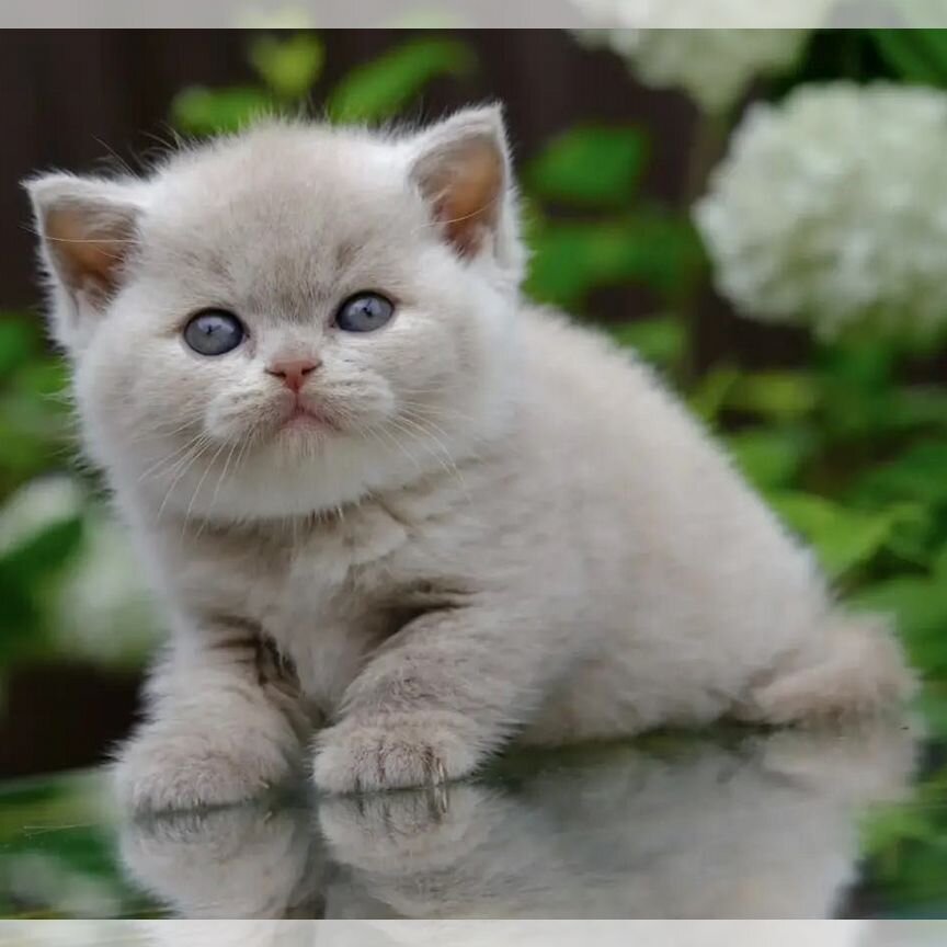 Британский короткошёрстный котёнок