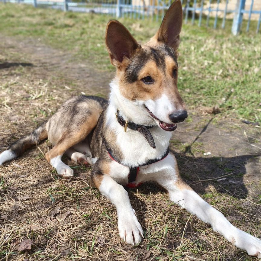 Щенок в добрые руки