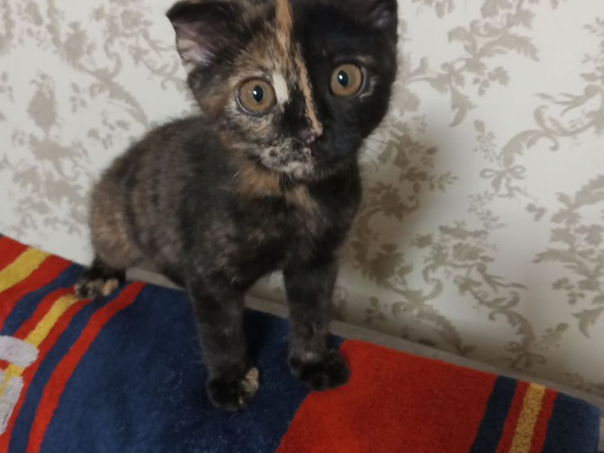 Кошка