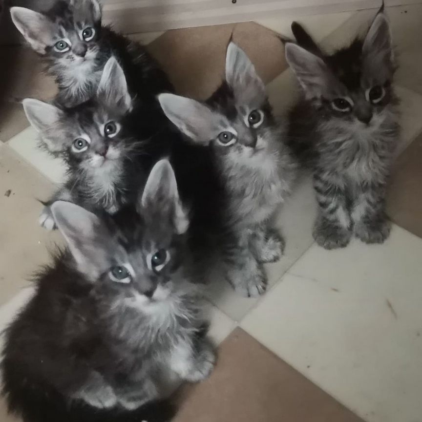 Котята мейн-кун