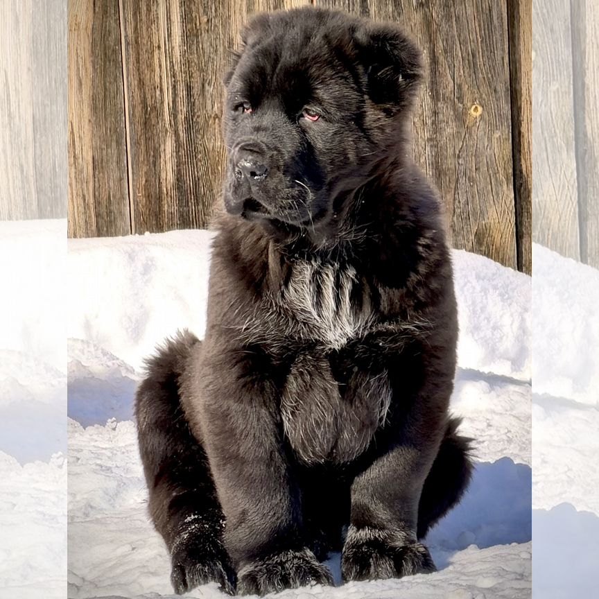 Среднеазиатская овчарка, щенок