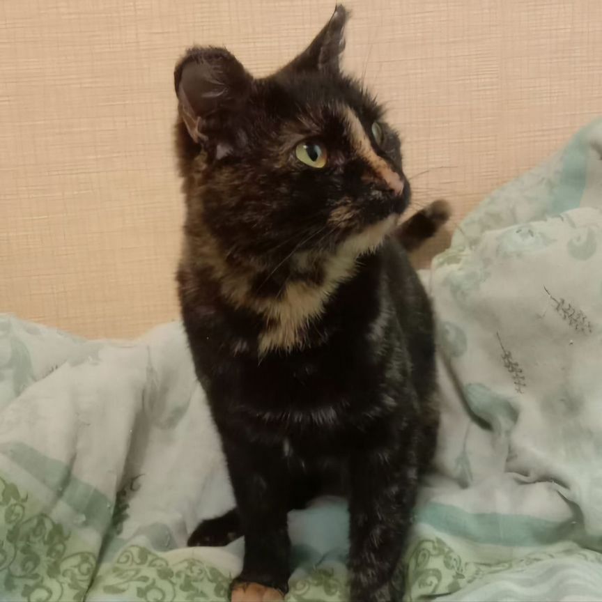 Пеструшку никто не замечает