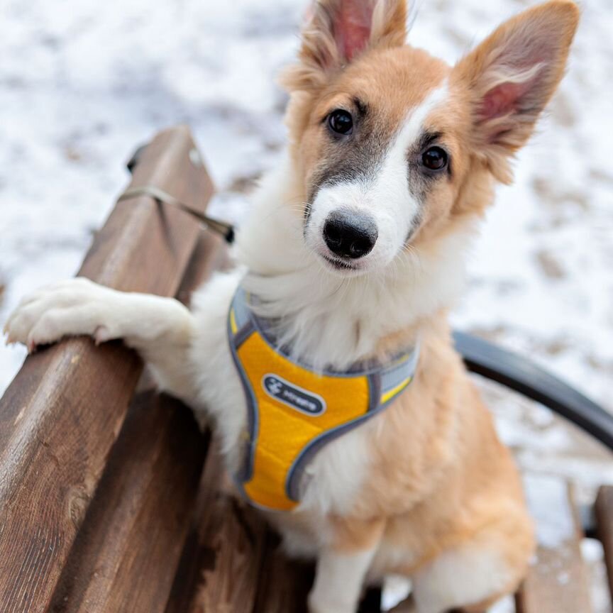 Щенок в добрые руки