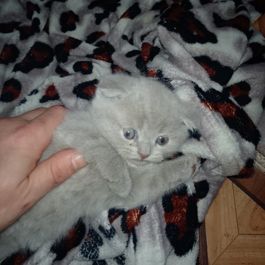 Шотландские котята