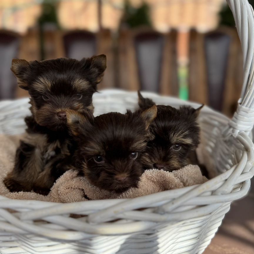 Бивер-йоркширский терьер, щенок