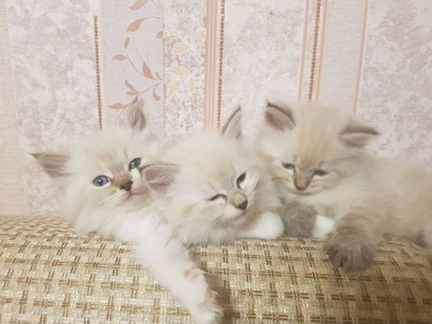 Невская маскарадная