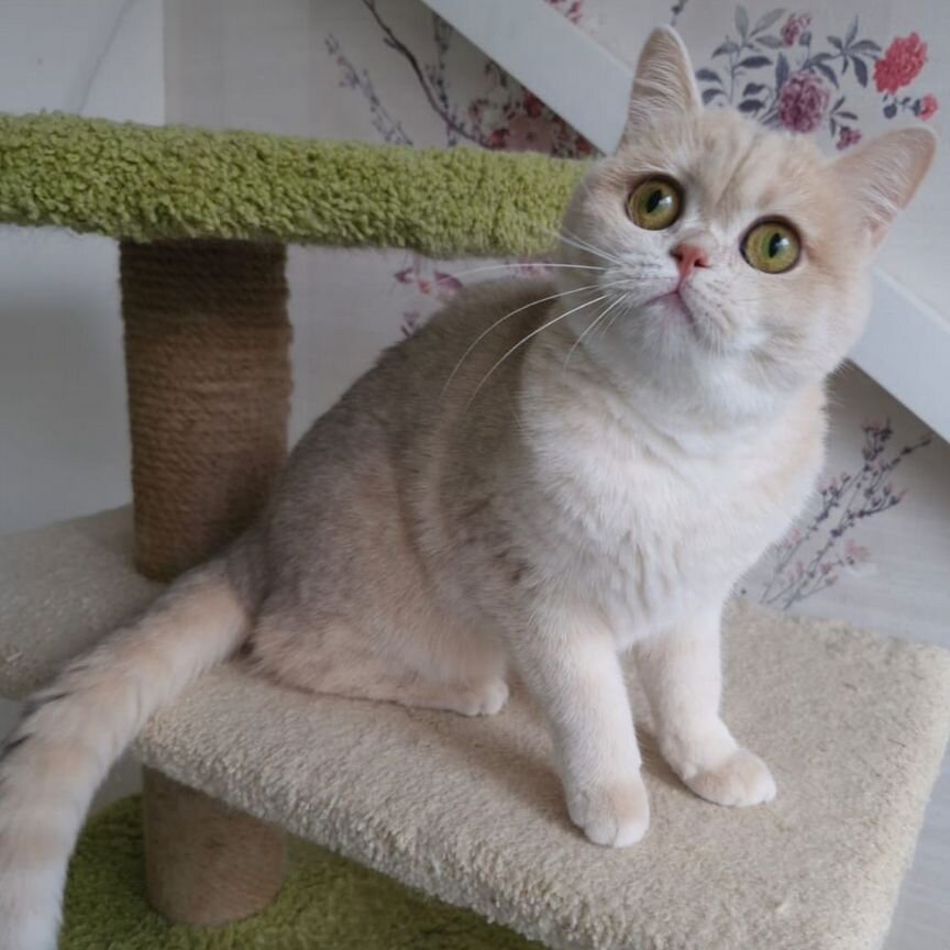 Британская короткошёрстная кошка, взрослая