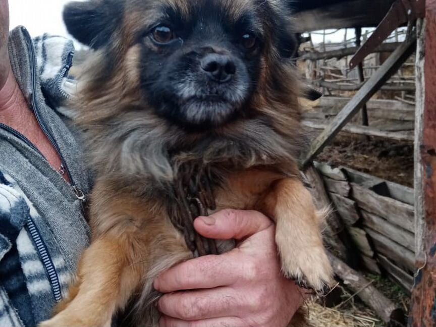 Малыш из концлагеря ищет дом