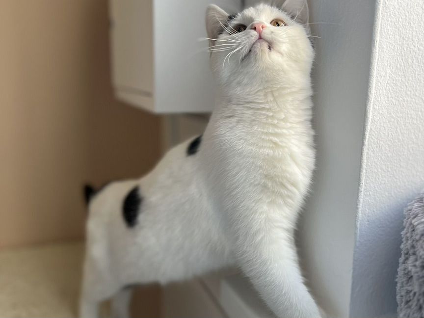 Котеное девочка