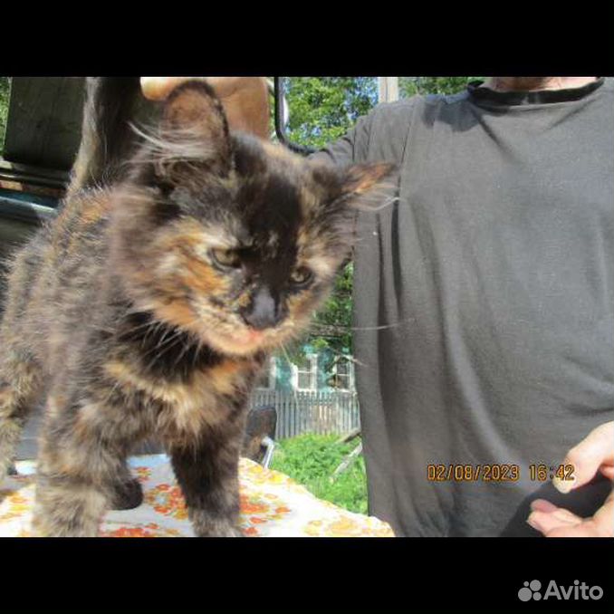 Котяша черепашки девочки