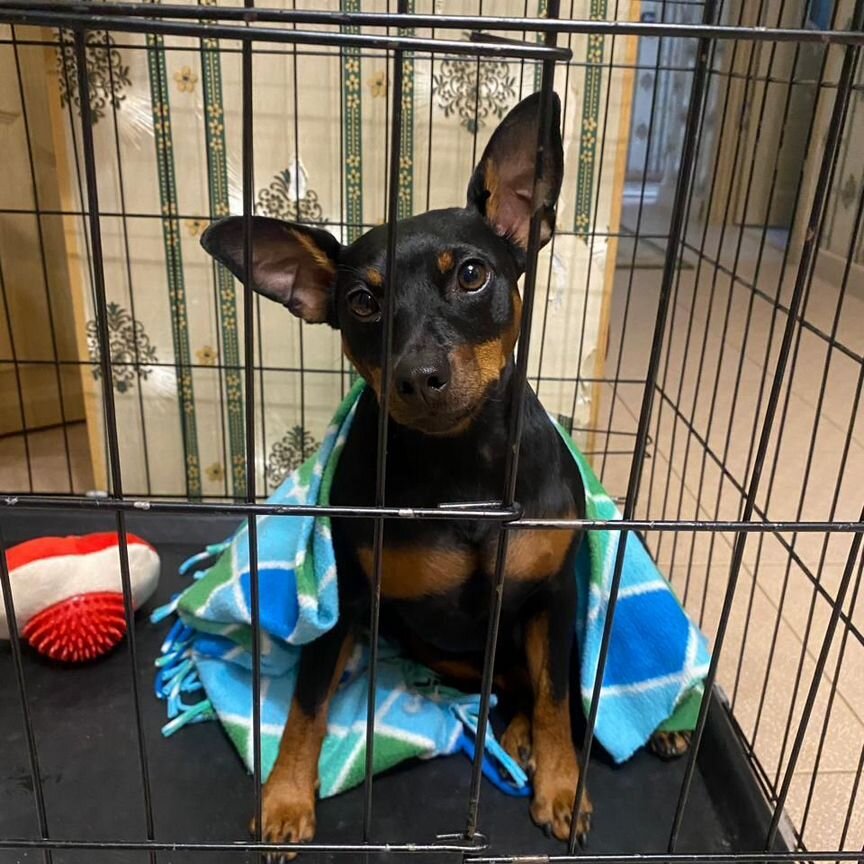 Отдам в добрые руки