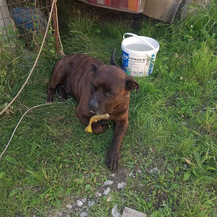 Найден стафф