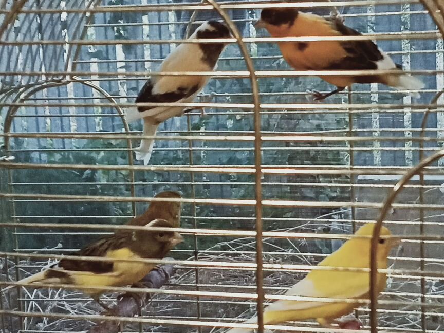 Продам кенаров и канареек