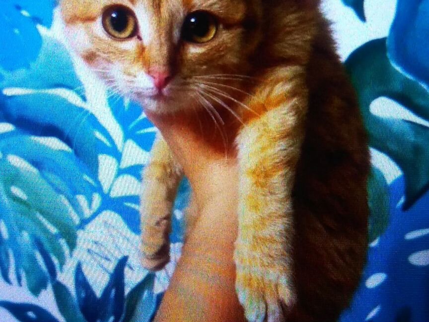 Котятки разные