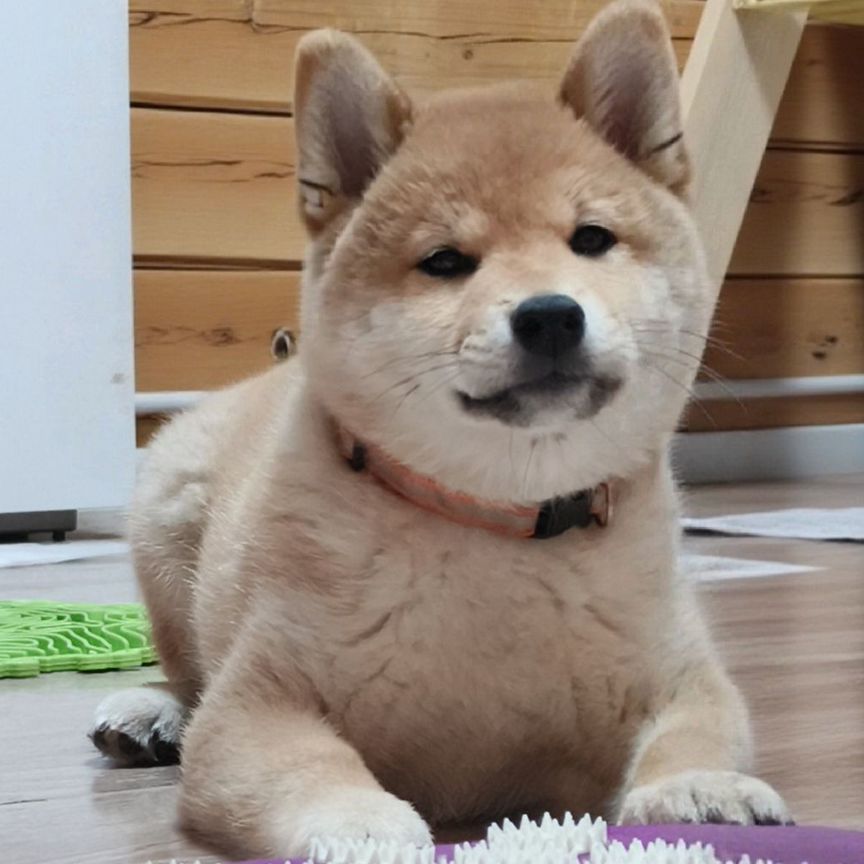 Сиба-ину, щенок