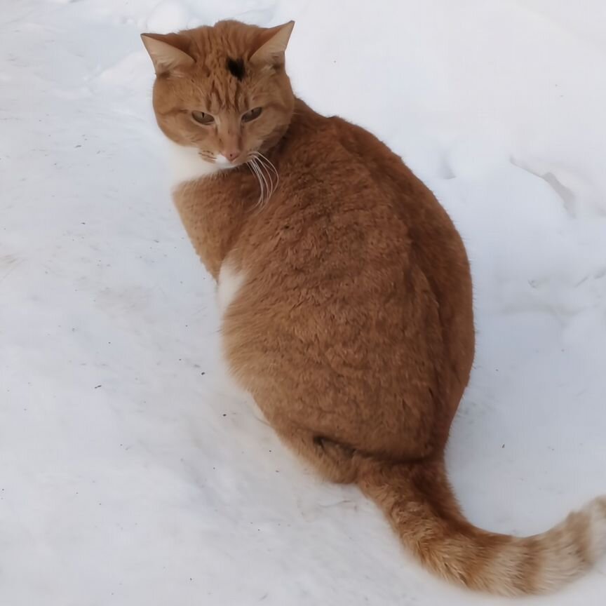 Взрослая, Девочка кошка в добрые руки