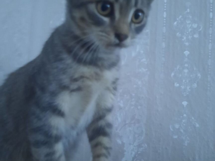 Кот