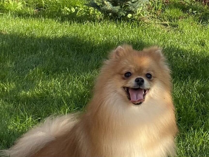 Малый немецкий шпиц девочка